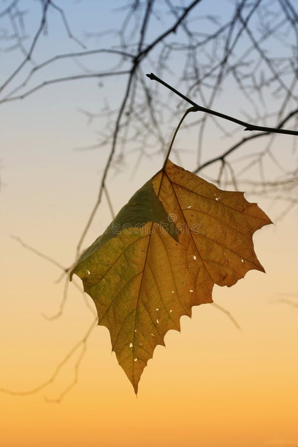 150+ Last leaf Free Stock Photos - StockFreeImages