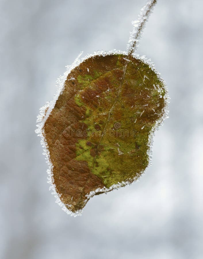 Last leaf stock image. Image of painting, autumn, falling - 417443