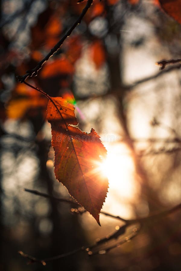 Last leaf stock photo. Image of amazing, fall, autumn - 34812604