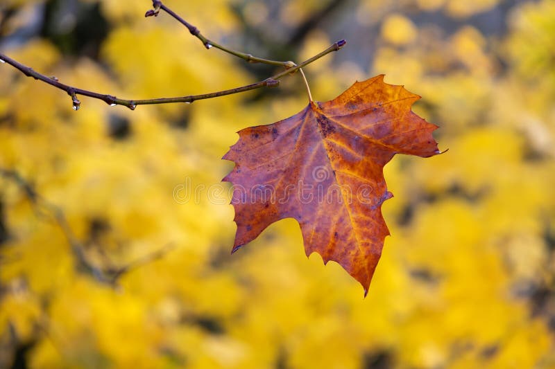 Last Leaf Left on the Branch Stock Image - Image of tree, bench: 347207605
