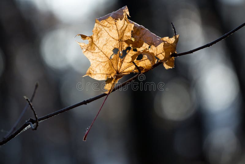 The Last Leaf of the Outgoing Fall. Stock Image - Image of maple ...