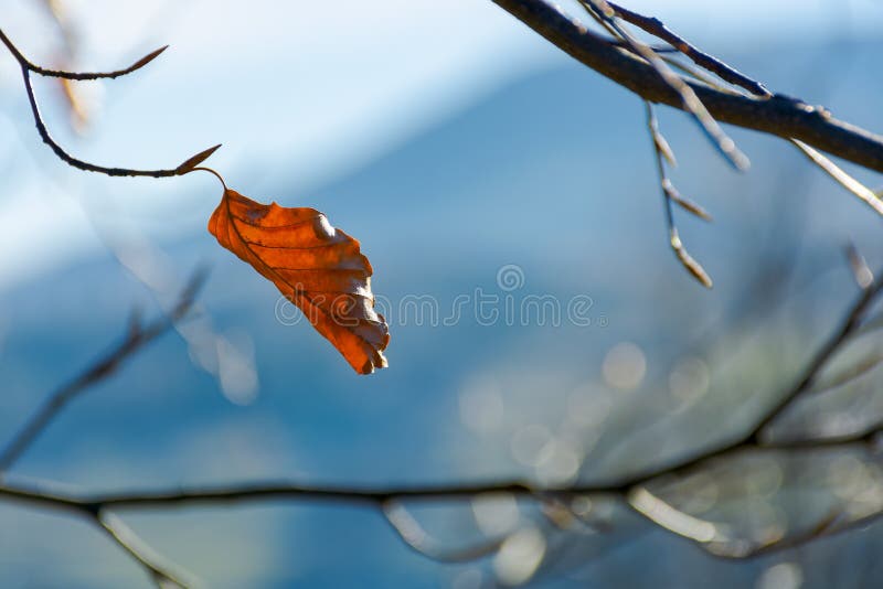 Last leaf stock image. Image of painting, autumn, falling - 417443