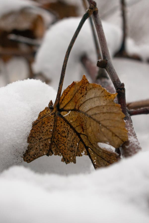 The Last Leaf of a Tree in the Snow, on a Festive Snowy Day Stock Image ...