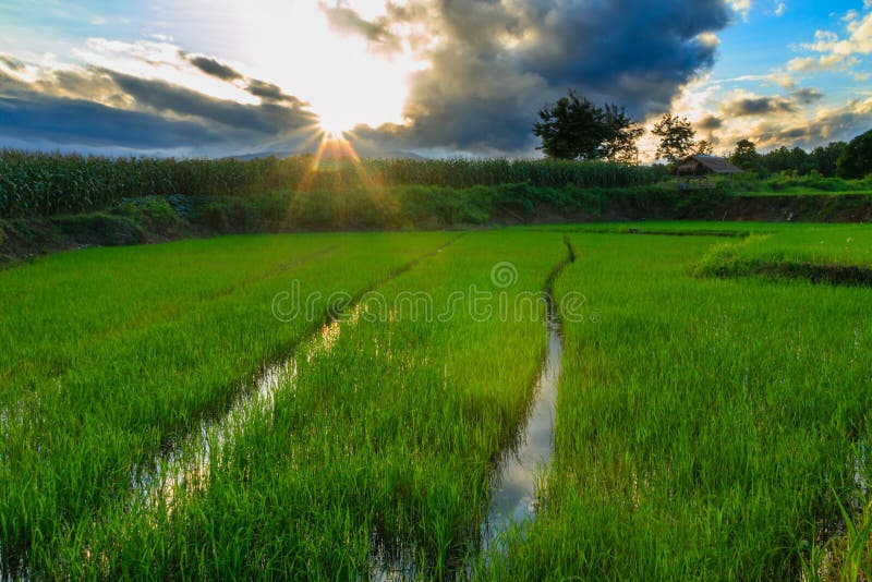 The Last Light with Green Rice Field Stock Image - Image of beautiful ...