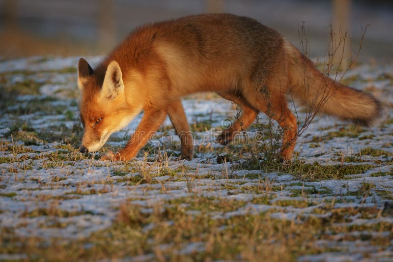 Last light red fox stock photo. Image of look, predator - 48950128