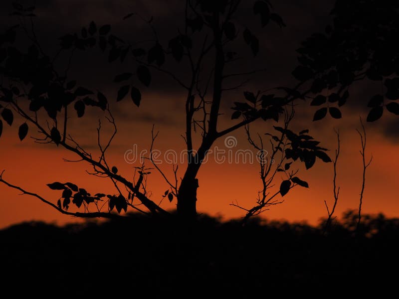 Last light of the day stock photo. Image of reeds, sunset - 83620260