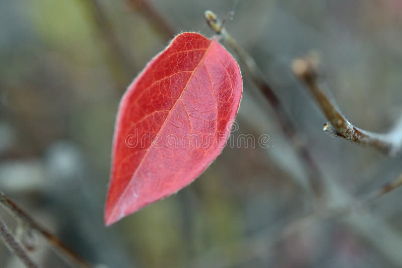 The Last Lonely Bright Red Leaf of Autumn. November. Loneliness Concept ...