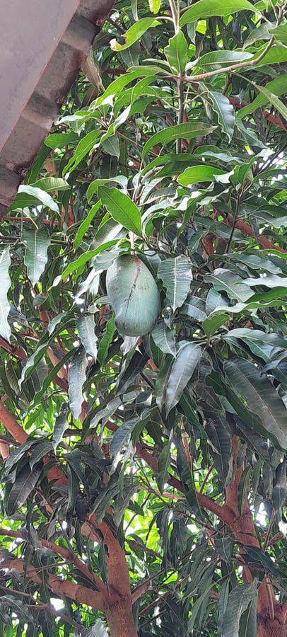 Last Mango Fruit in Front of the House Stock Photo - Image of mango ...