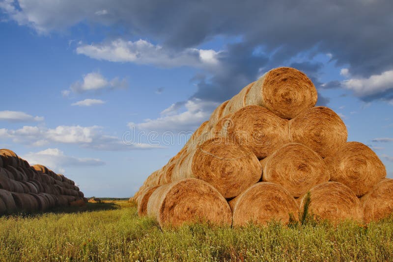 The Dried Cut Grass (straw) Has Been Rolled Up and Stored in the Form ...