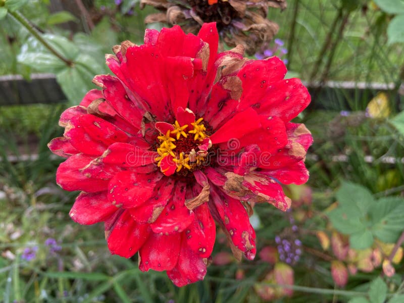 Last Red Flower of October stock image. Image of petal - 232048807
