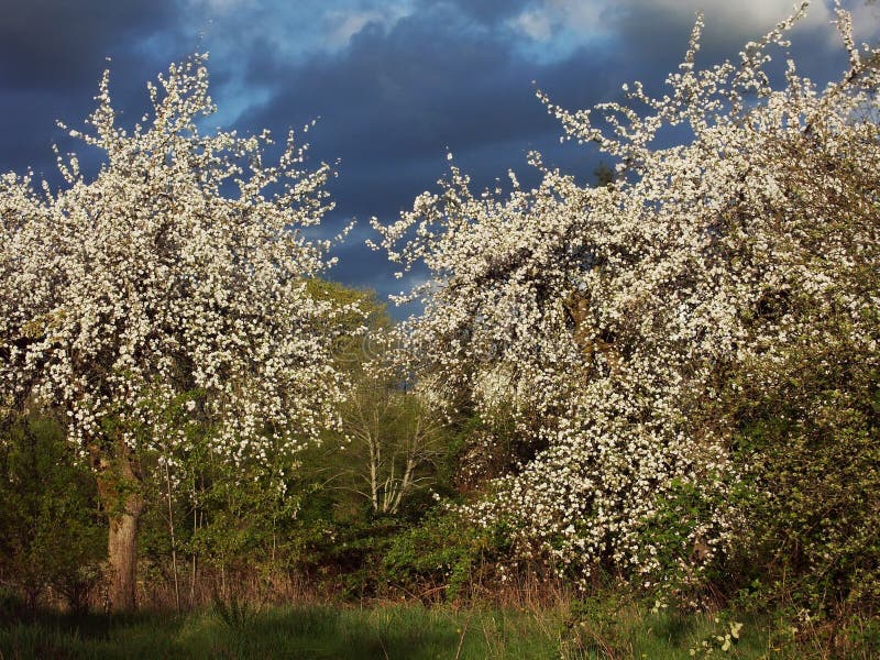 Last Rites of Spring stock photo. Image of blossoms, blue - 60606