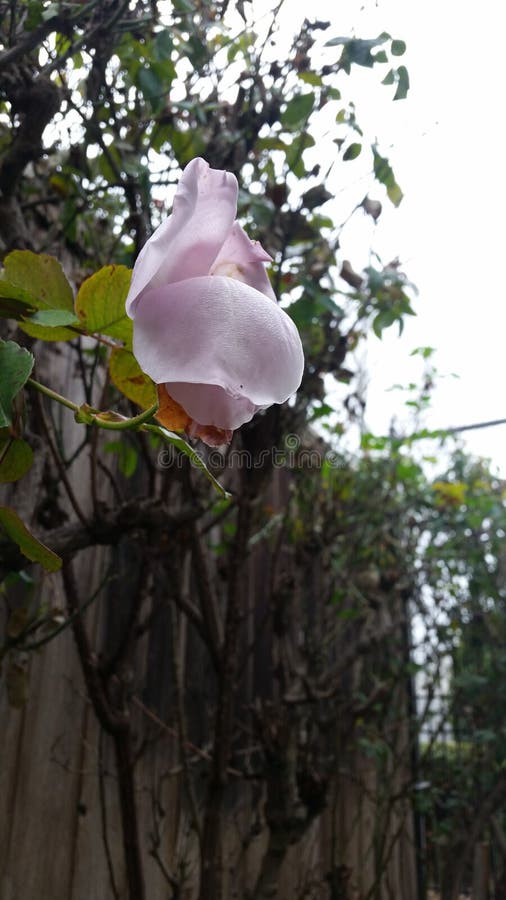 The last rose stock photo. Image of left, rose, long - 49557510