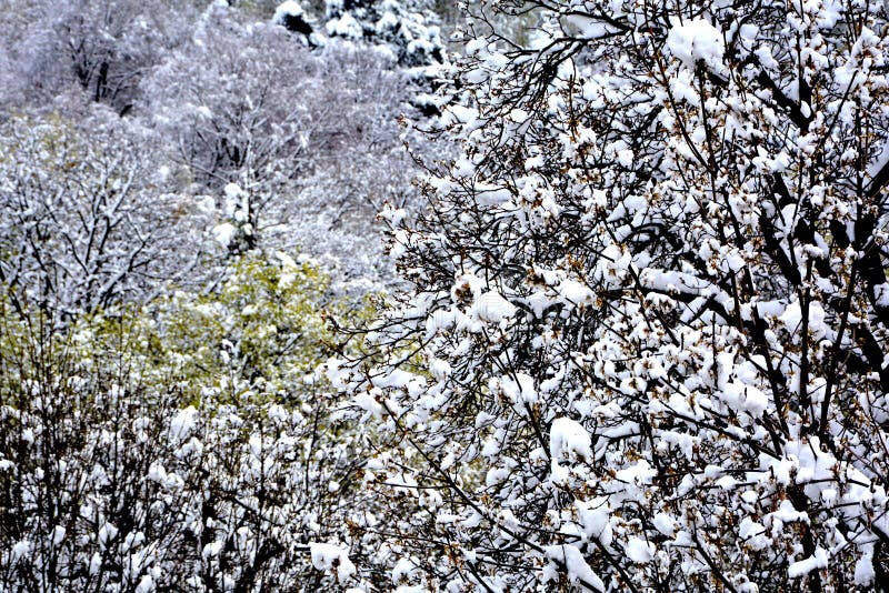 Last Snow at the Beginning of the Spring, Last Winter Days Stock Photo ...