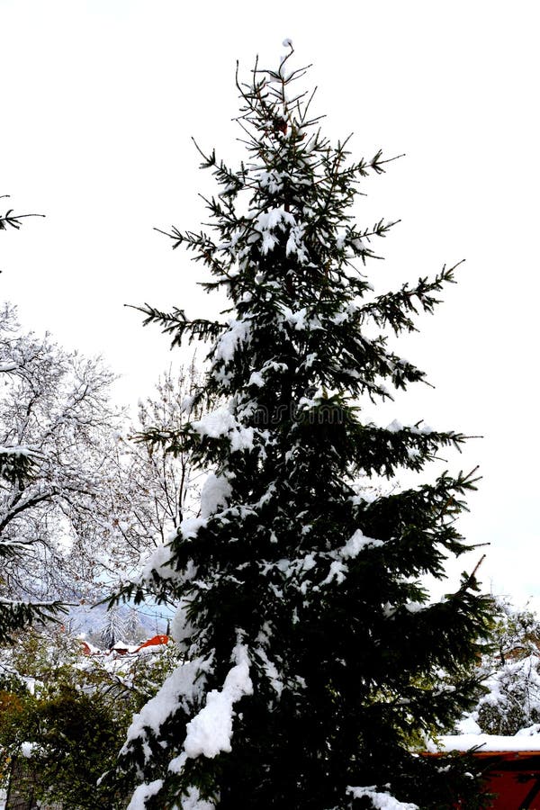 Last Snow at the Beginning of the Spring, Last Winter Days Stock Photo ...