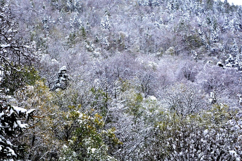 Last Snow at the Beginning of the Spring, Last Winter Days Stock Photo ...