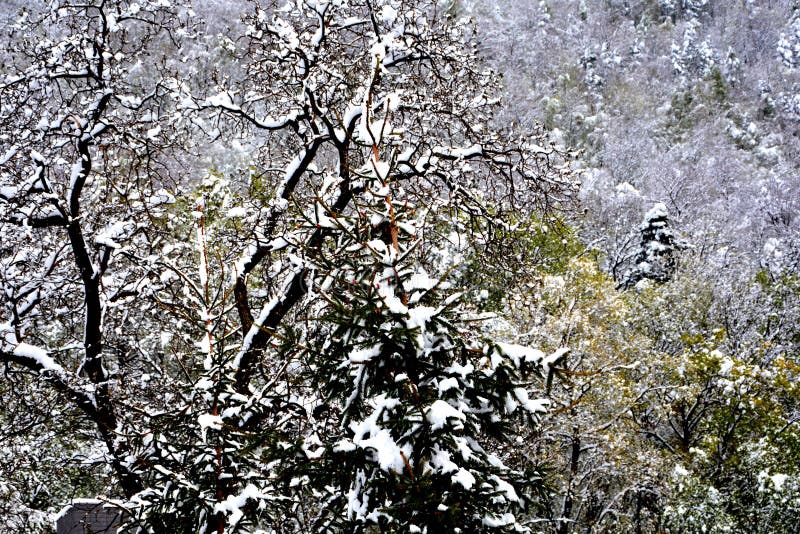 Last Snow at the Beginning of the Spring, Last Winter Days Stock Photo ...