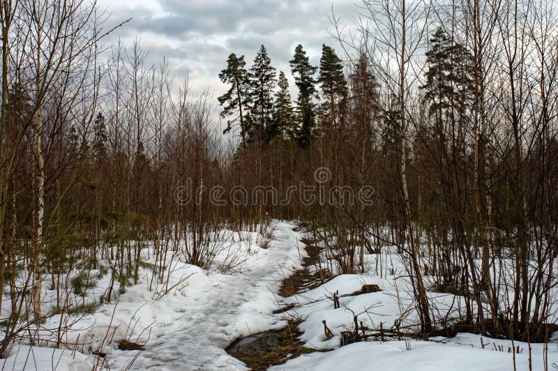 The Last Snow in the Forest on a Cloudy Evening Stock Photo - Image of ...