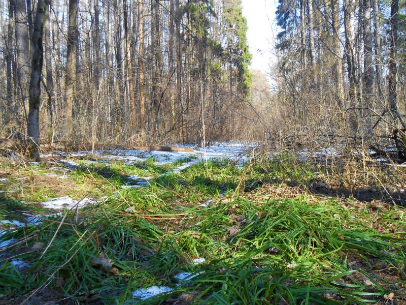 Snow and Grass in the Forest. Stock Photo - Image of trunks, forests ...