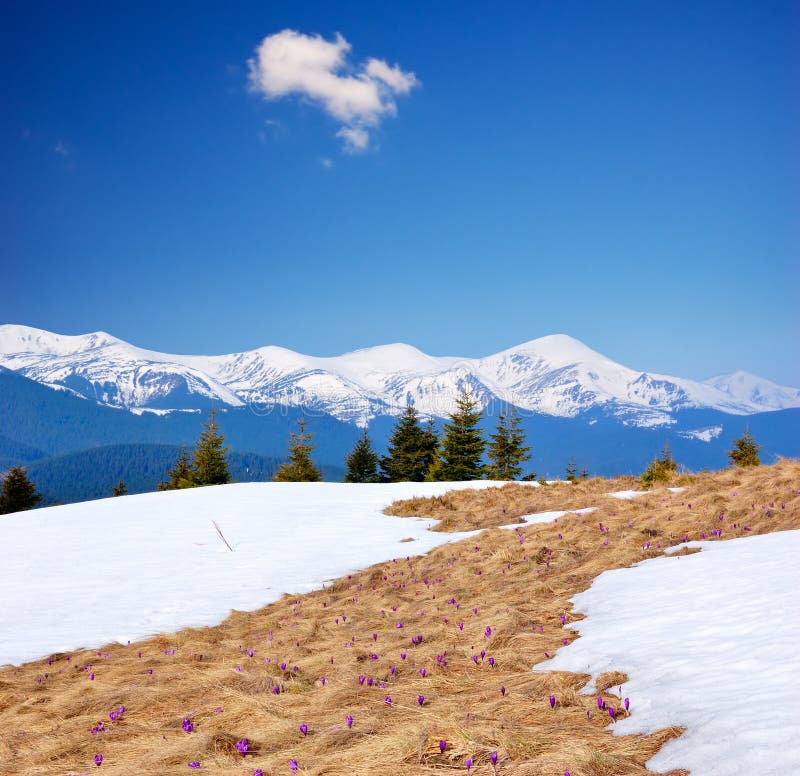 Crocus Flowers in the High Mountains and Spring Landscape,Fagaras ...