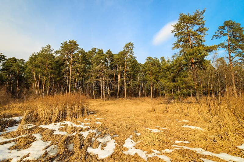 Last Snow at Spring Field and Pine Forest Stock Image - Image of ...