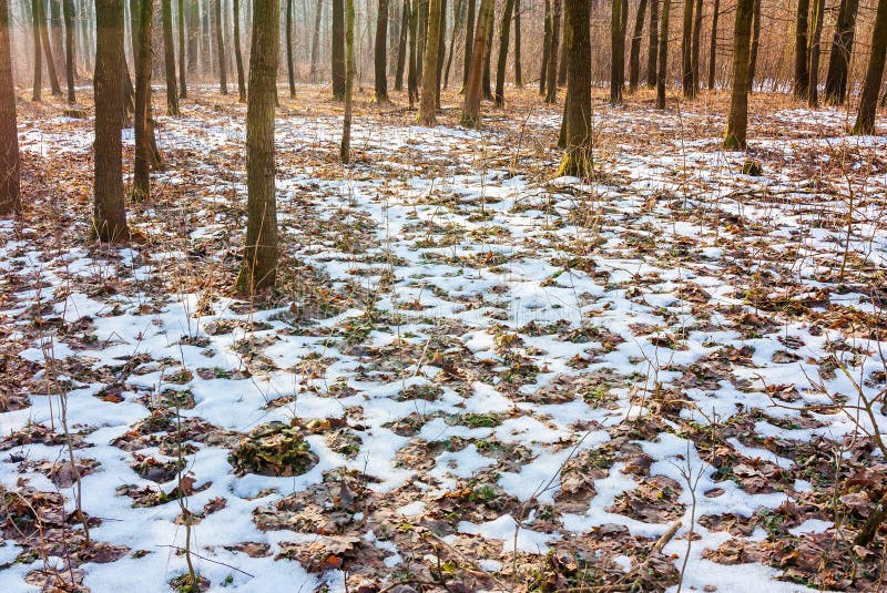 Spring warmth stock image. Image of closeup, tranquil - 29873909