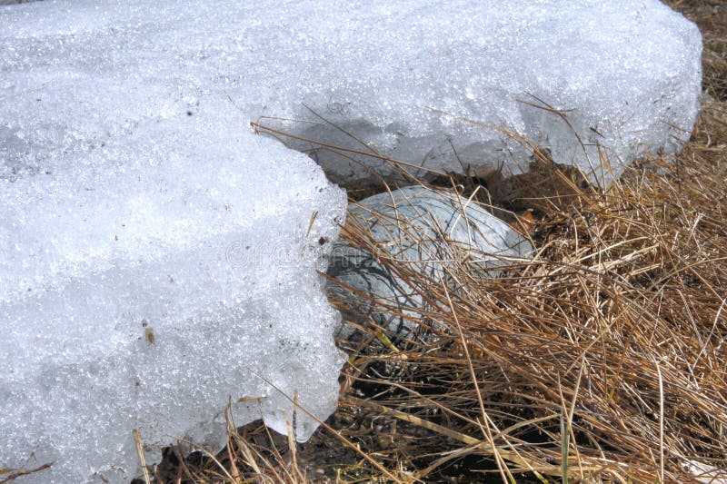 The Last Snow is in Spring Forest. Stock Image - Image of symbols ...