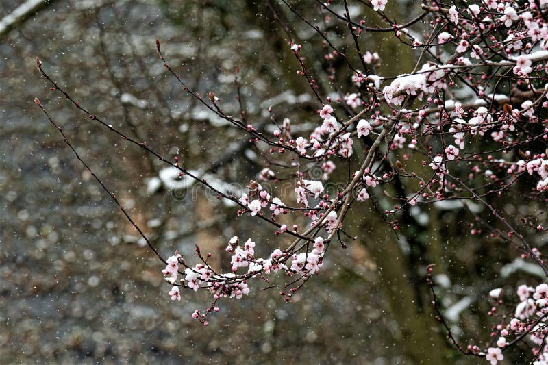 The Last Snow in the Spring on Wild Cherry Blossoms Stock Image - Image ...