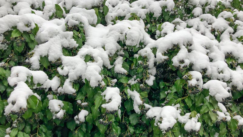 Last Snow and Texture on the Vines Stock Image - Image of april ...