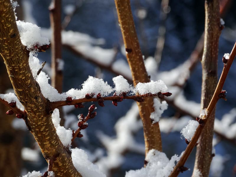 Last snowfall stock photo. Image of blue, frosty, landscape - 143931206