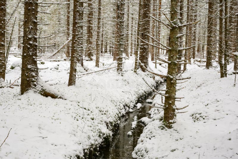 Last snowfall stock image. Image of forest, mire, lake - 177557985