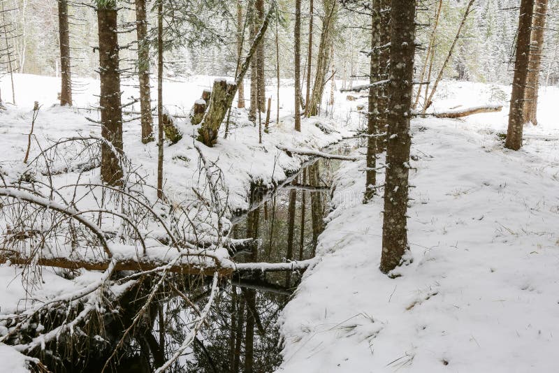 Last Snowfall in the Spring Stock Photo - Image of swamp, tree: 177558504