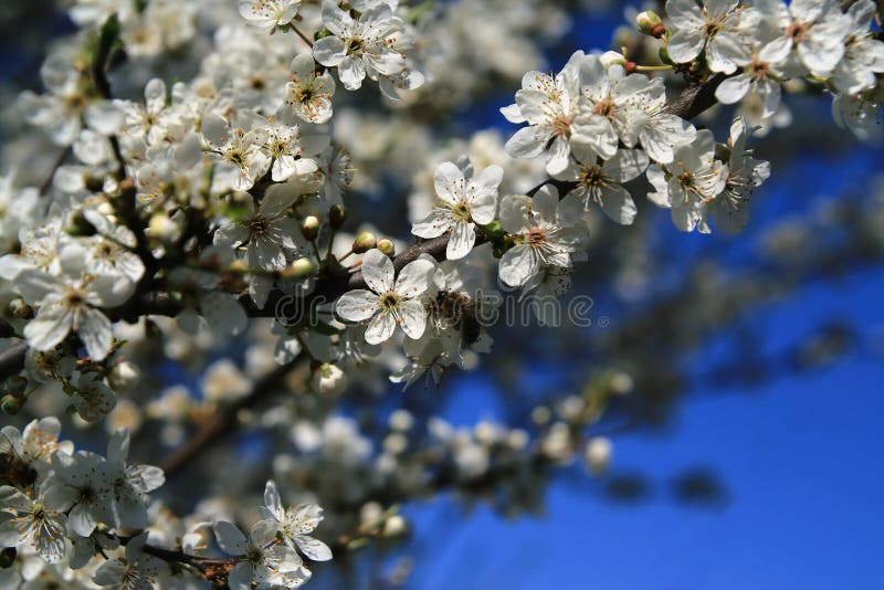 At last is Spring here stock image. Image of nice, pure - 2220199