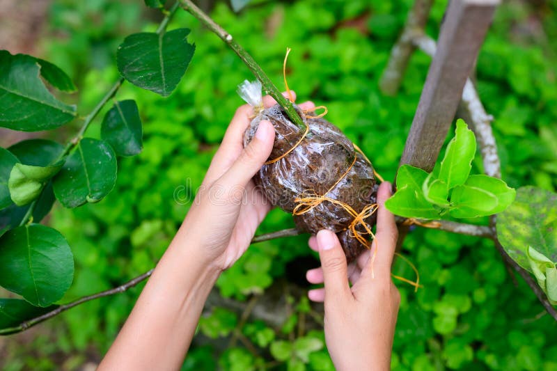 The Last Step in Grafting Lemons for Propagation Stock Photo - Image of ... The Last Step in Grafting Lemons for Propagation Stock Photo - Image of ...
