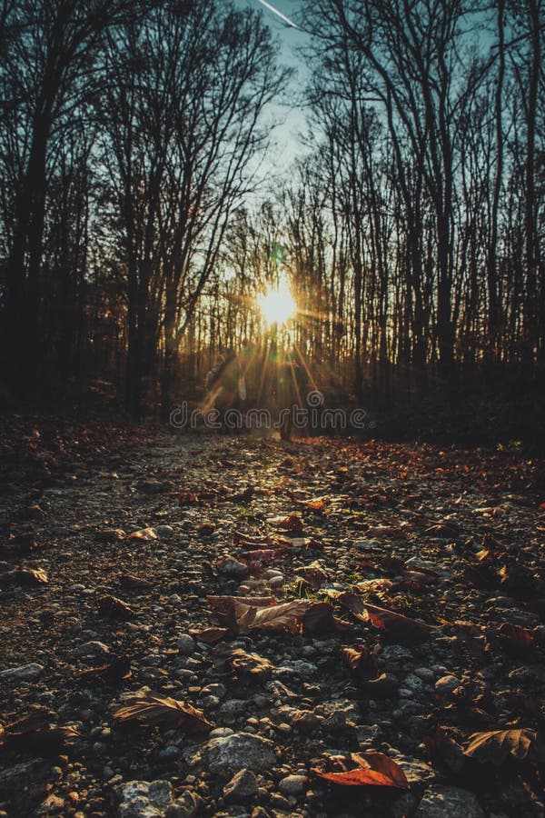 Last sun rays of the fall stock image. Image of tree - 204298667