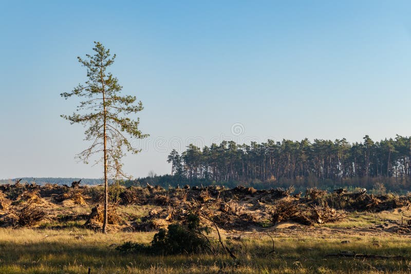 Last Tree after Deforestation in Nature Stock Image - Image of ...