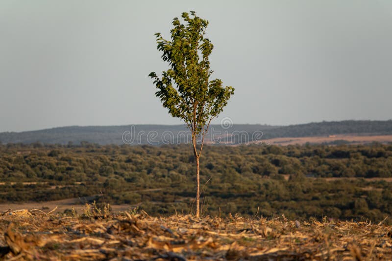 The Last Tree in the Forest, Long Shot Stock Image - Image of forest ...