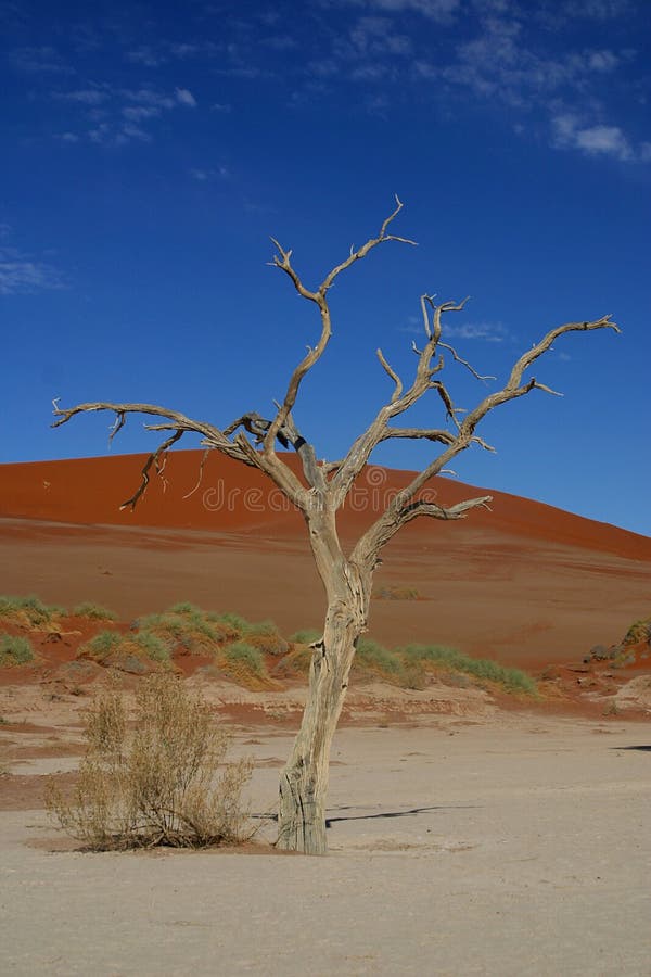 Last Tree Standing stock image. Image of sossusvlei, sand - 5829387