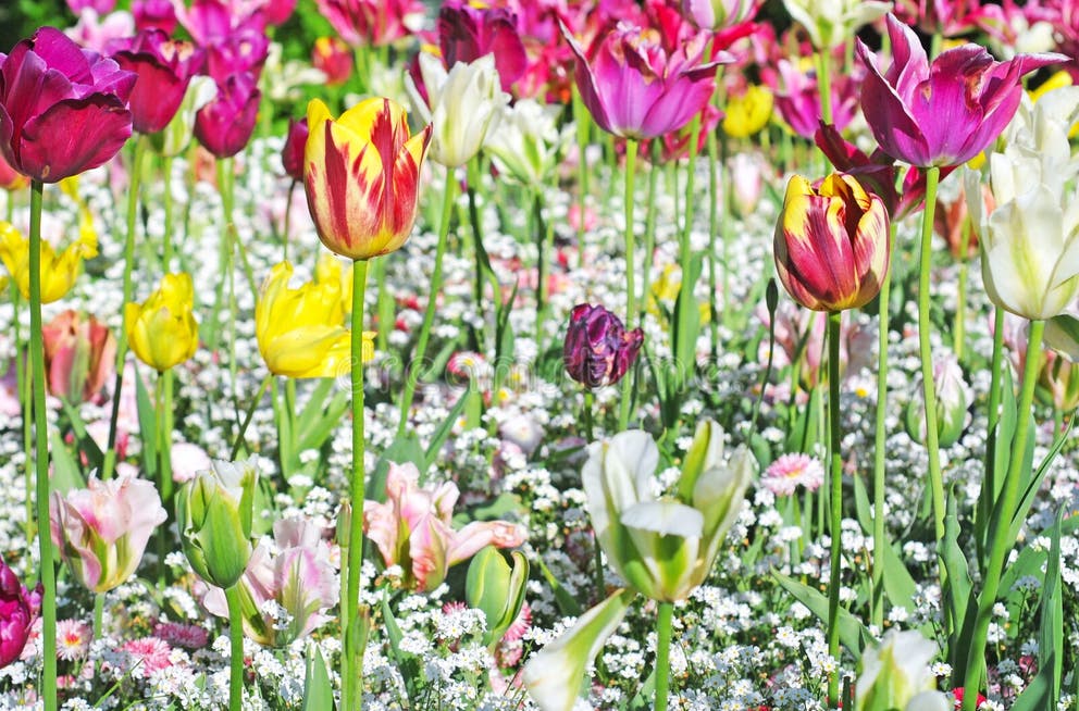 The last tulips stock image. Image of pink, colours, bloom - 98046093