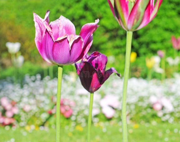 The last tulips stock photo. Image of dutch, colours - 98046134