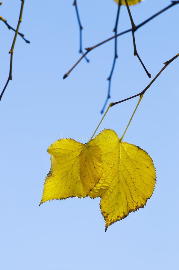 Last two leaves stock image. Image of background, gold - 12786817