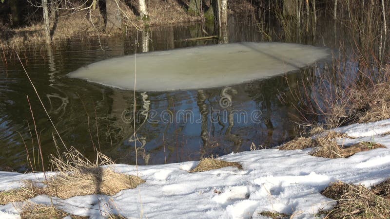 Last Winter Ice and Water Flood in Pond in Spring Stock Footage - Video ...