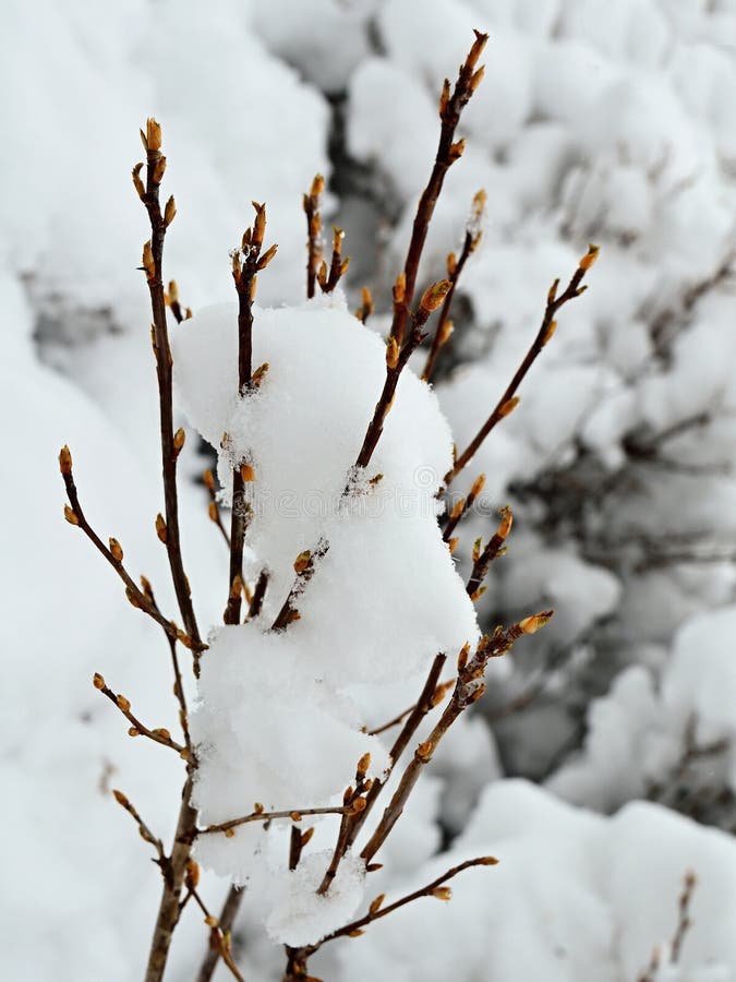 Last winter snow stock image. Image of flora, park, easter - 373600295