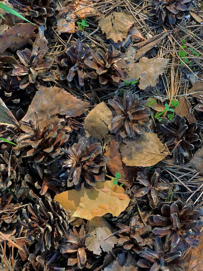 Last Year`s Bumps and Leaves on the Ground and Breaking through Spring ...