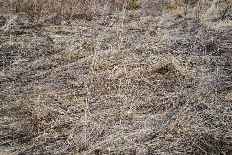 Llast Year`s Dry Grass in the Field Crushed To the Ground. Stock Photo ...