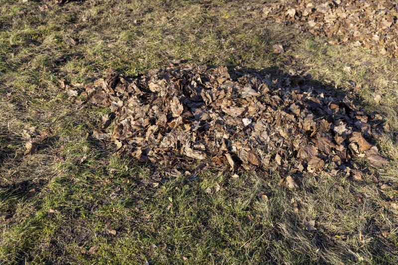 Last Year S Foliage Collected in Heaps after Cleaning in the Park Stock ...