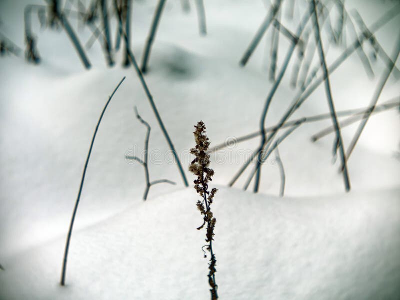Last Year S Withered Plant in Winter Stock Image - Image of texture ...