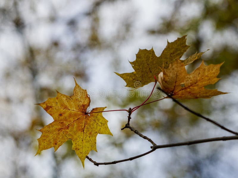The Last Leaves of the Maple Tree in Autumn, Blur Background Stock ...