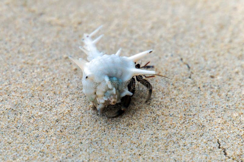 Il viaggio del paguro fotografia stock. Immagine di opinione - 88278814