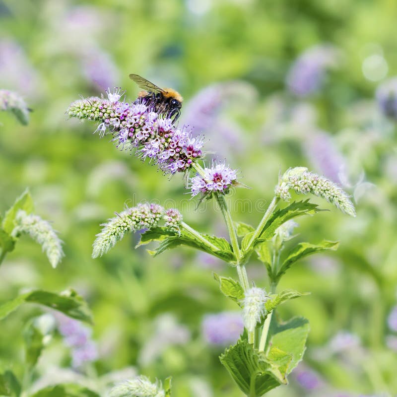 Lat Floreciente Del Longifolia De La Menta Longifolia Del Mentha Foto ...