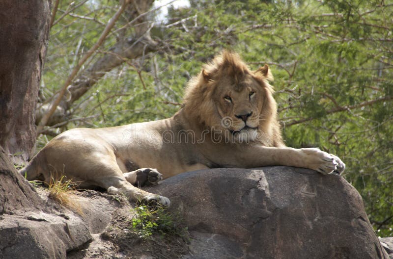 Behandla Som Ett Barn Lejonet Arkivfoto - Bild av majestätiskt, träd ...